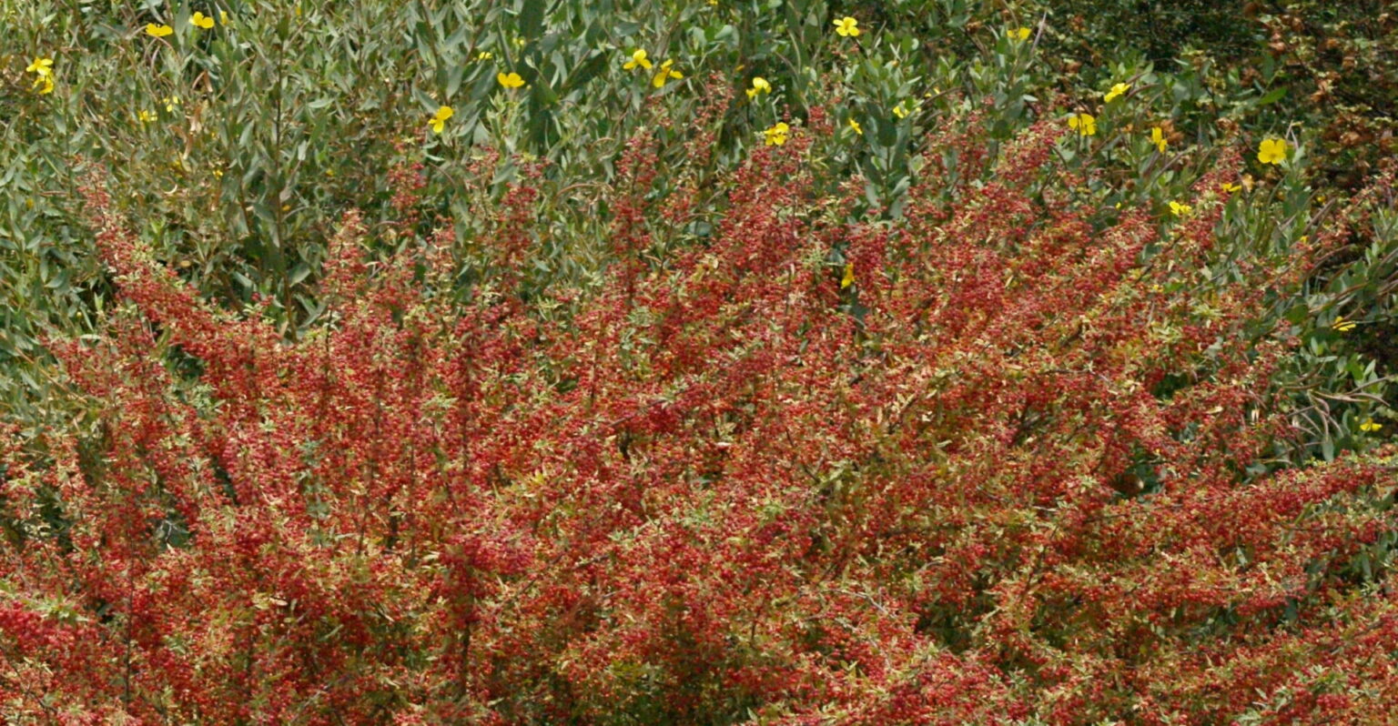 Vision – California Native Horticultural Foundation